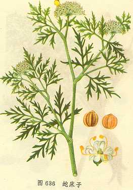 Ingredientes – cnidium (cnidium monnieri, cnidium officinale) | TianDeGuide